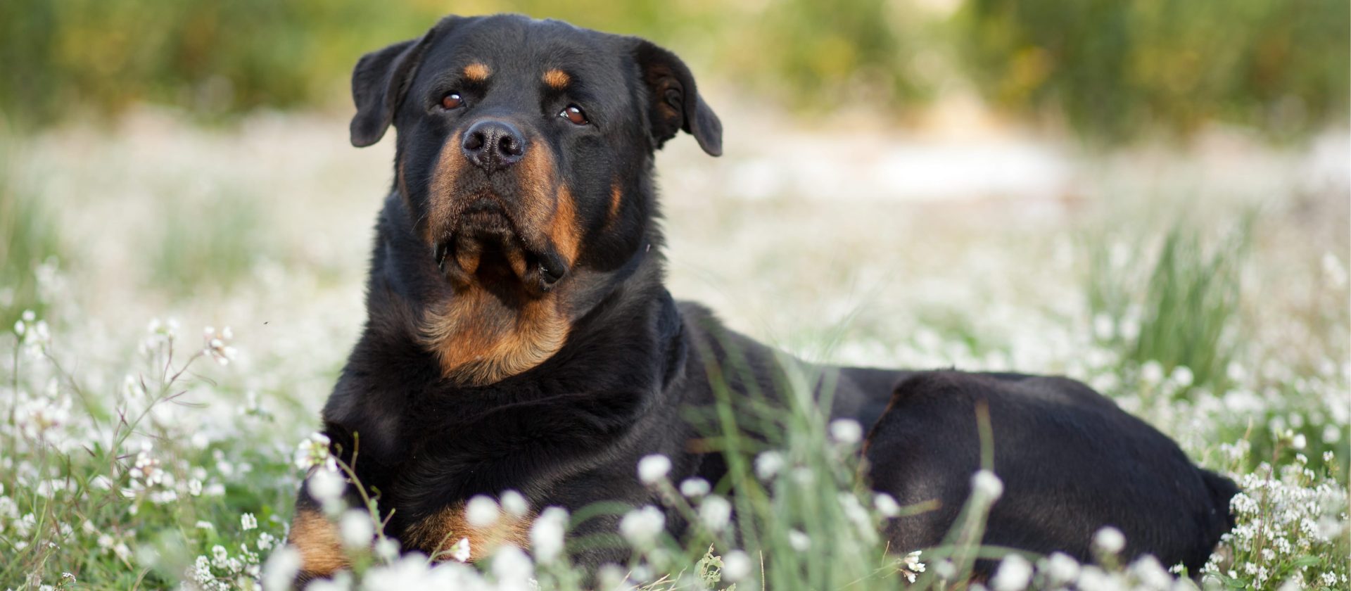 Rottis – Information om allt som rör rottweilers och hundskötsel